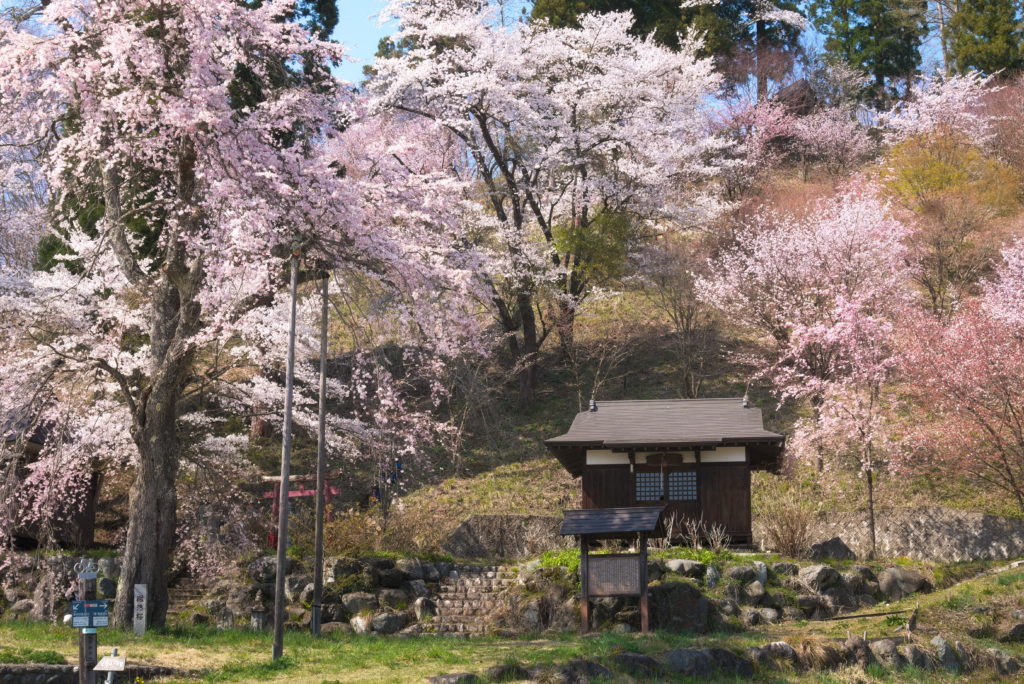 Top 5 Spots For Cherry Blossom Photos in Hakuba - Events Hakuba